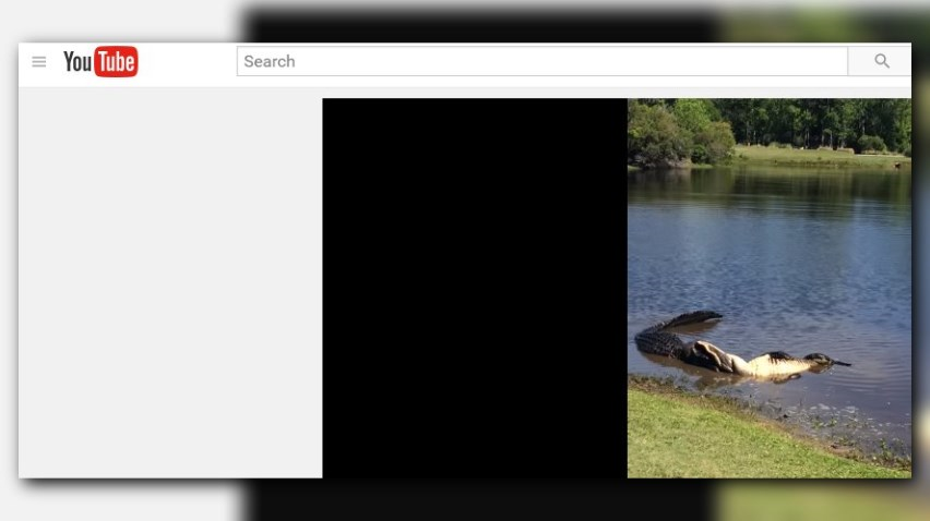 WATCH: Two alligators battle it out in NC | wcnc.com WATCH: Two alligators battle it out in NC | wcnc.com