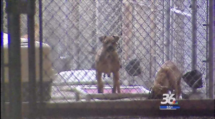 Animal control accused of shooting up to 22 dogs | wcnc.com