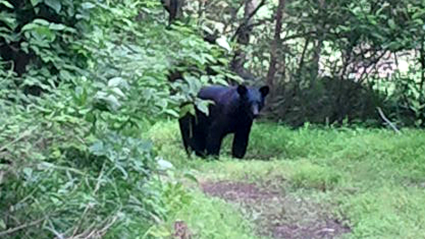 Bear hit by car on Interstate 77 | wcnc.com