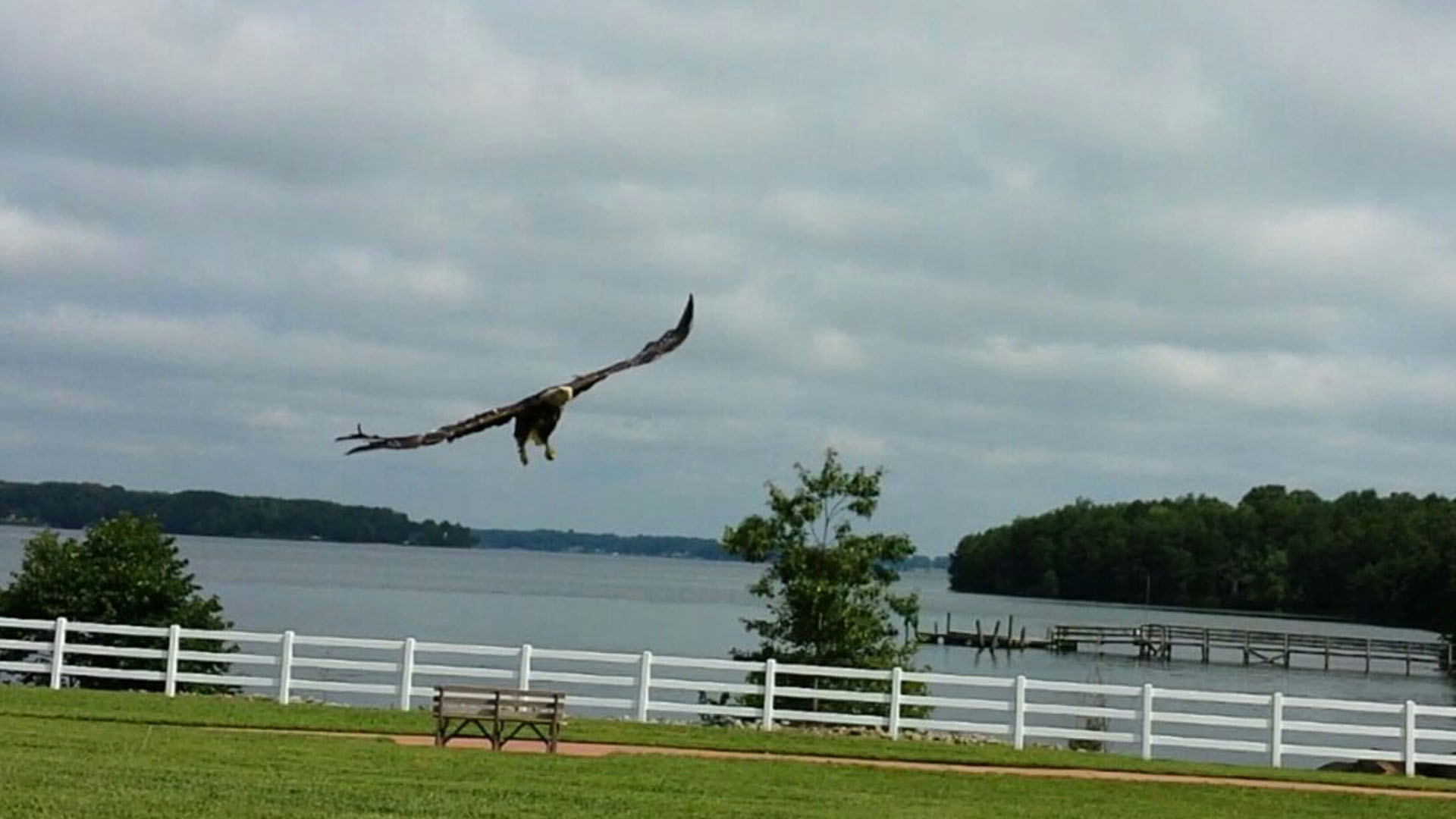Fish donations needed at the Carolina Raptor Center | wcnc.com