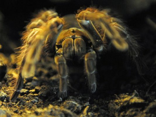 Puppy-sized spider surprises scientist in rainforest | wcnc.com
