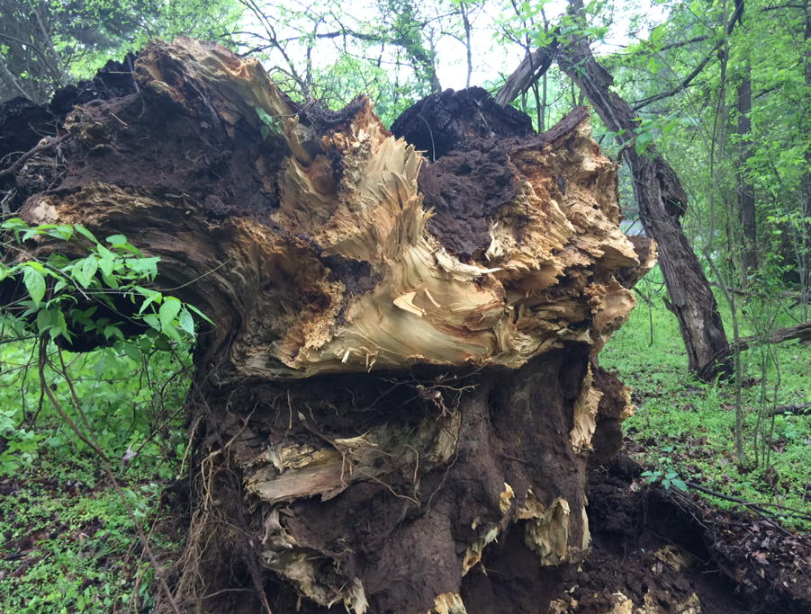 Large tree crashes into SW Charlotte home | wcnc.com