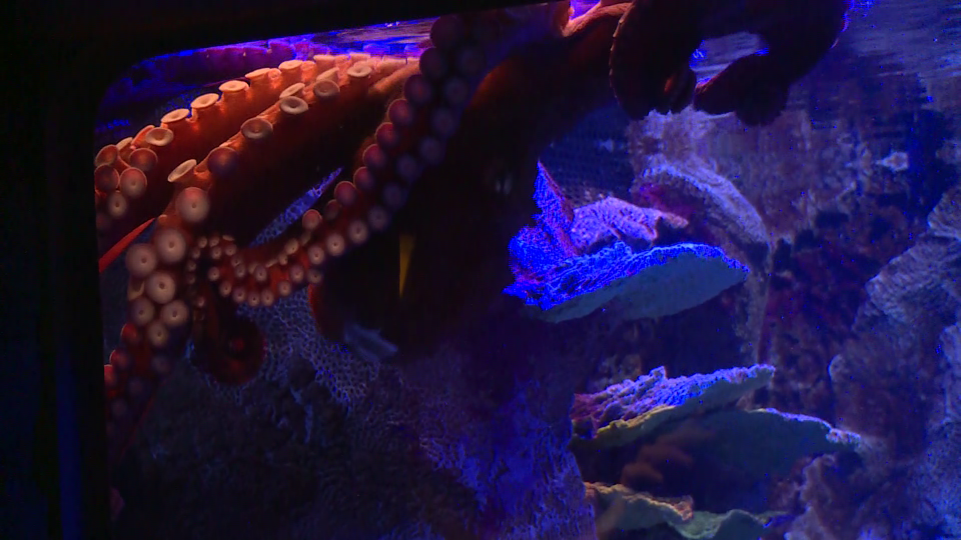 Local octopus has hard time picking Coca-Cola 600 winner | wcnc.com