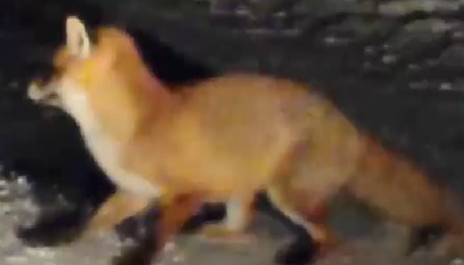 Police shoot, kill fox suspected of biting children in Charlotte | wcnc.com