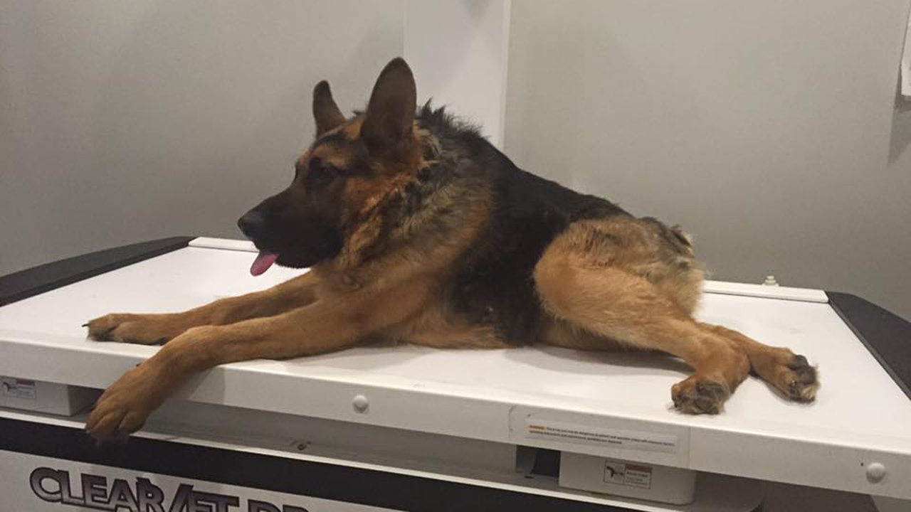 Dog with rare spine syndrome 'doing great' after surgery | wcnc.com