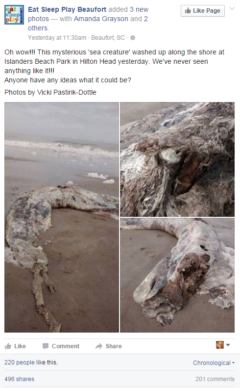 What the heck is this ghastly sea creature? | wcnc.com
