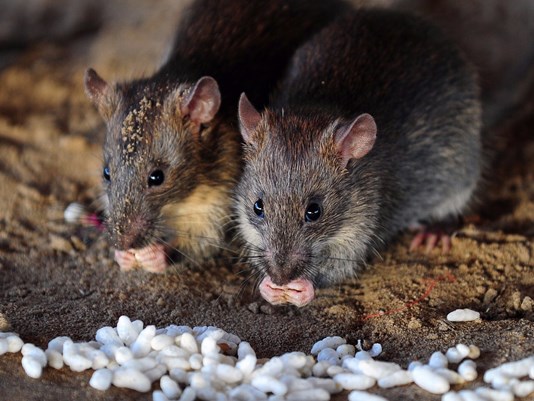 SC included in rodent virus outbreak that could be trasmitted to humans ...